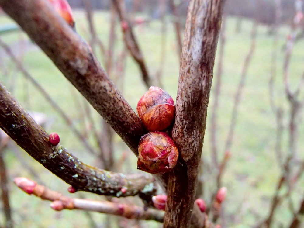Augu aizsardzības pasākumi augļu dārzā martā | LA.LV