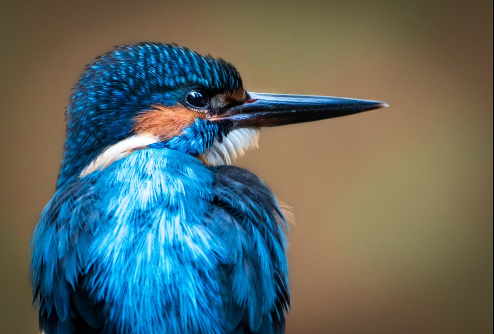 FOTO. Košie un krāšņie putni Latvijā: daudzveidīgā Latvijas daba | LA.LV