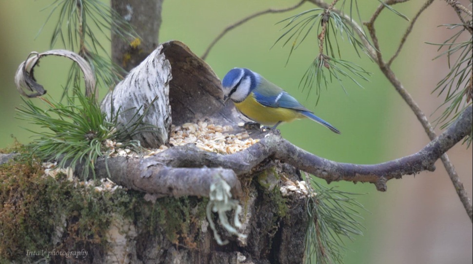 FOTO. Košie un krāšņie putni Latvijā: daudzveidīgā Latvijas daba | LA.LV