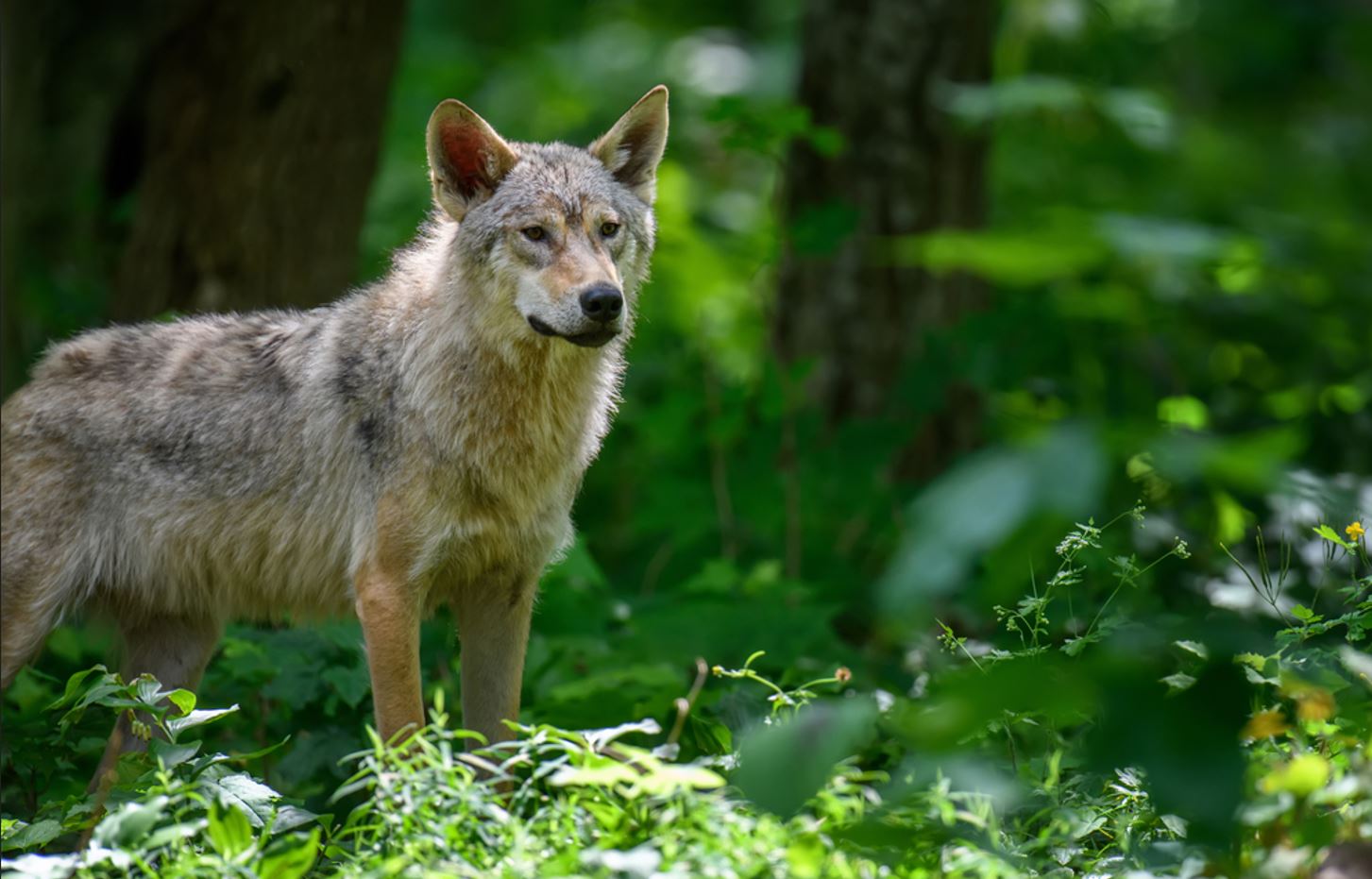 Komentāri | VIDEO. “Vilks bija ļoti drošs!” – strādnieks Ludzas novadā ...