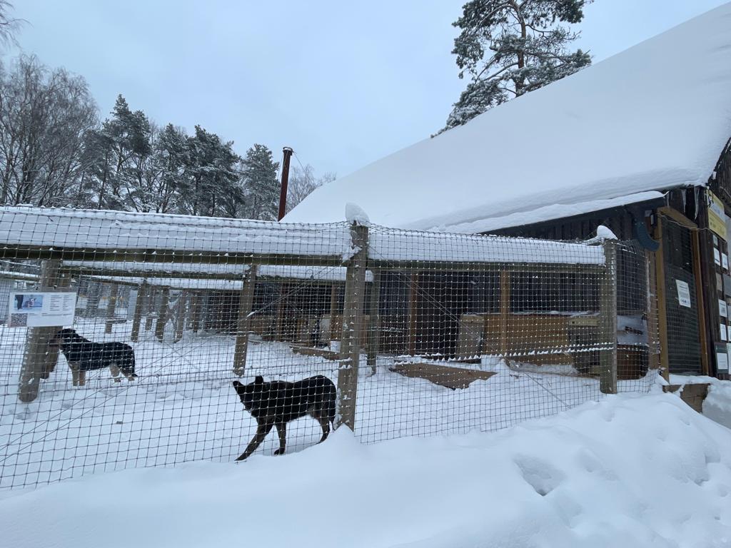 Dzīvnieku patversmes “Ulubele” palīgā sauciens: nepieciešami ...