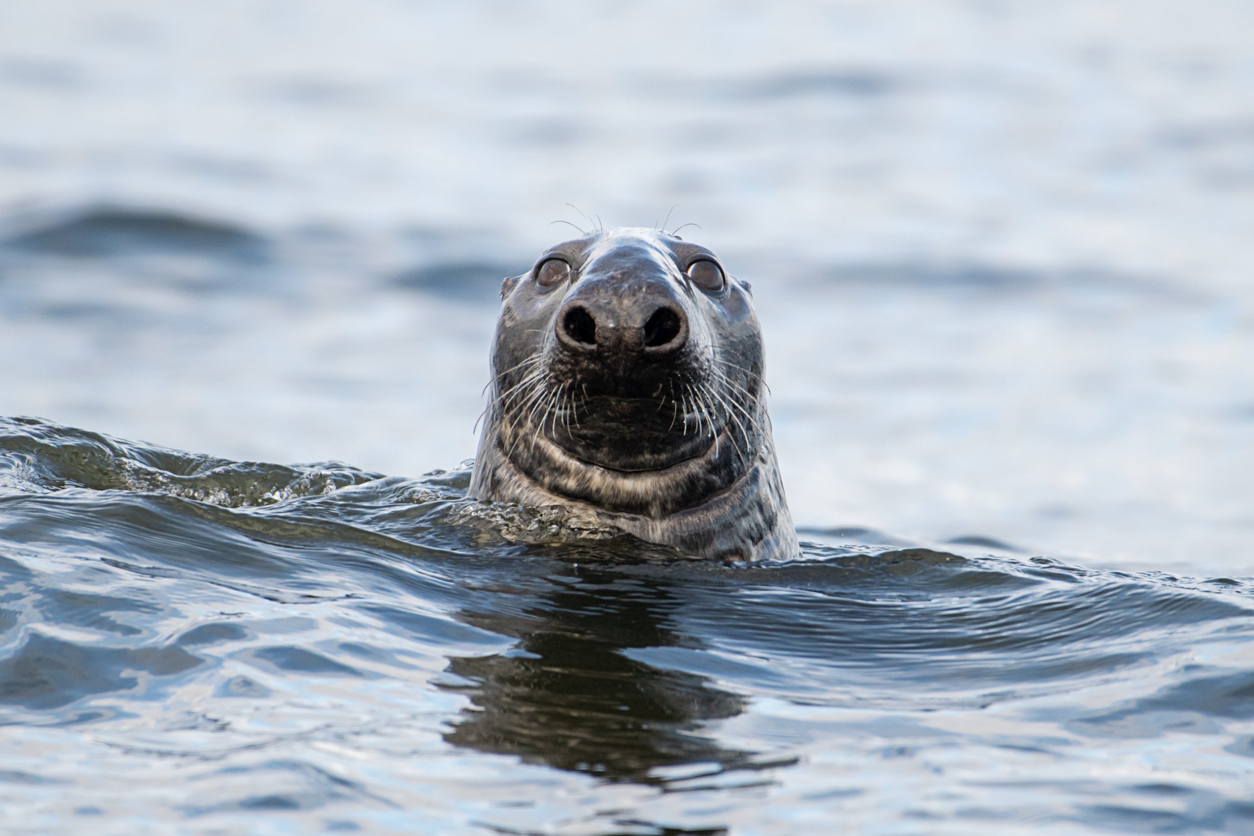 FOTO. “Vajag arī lielu veiksmi!” – Rolandam Mangaļsalā izdodas tikt pie ...