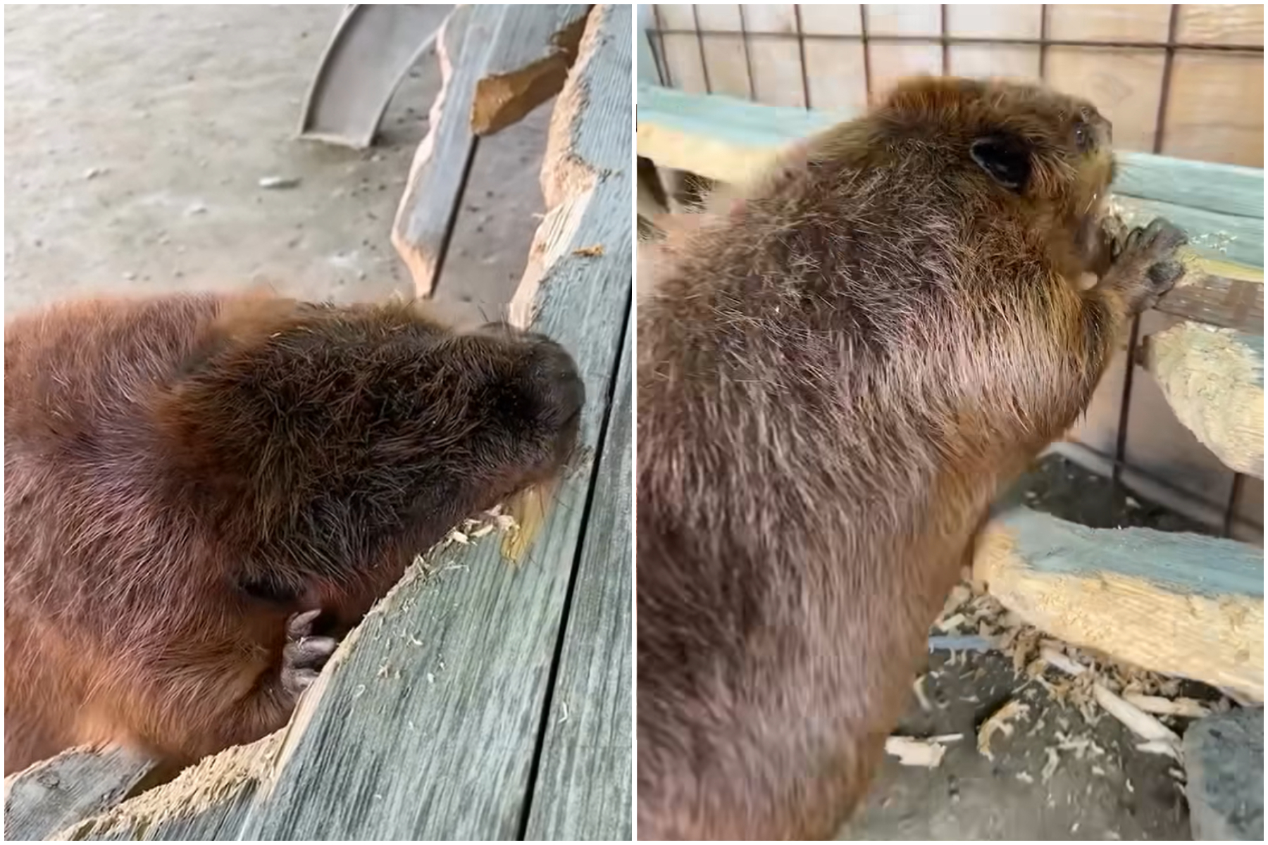 Komentāri | VIDEO. Kad dambis uzbūvēts, bebrs nolēmis pievērsties koka ...